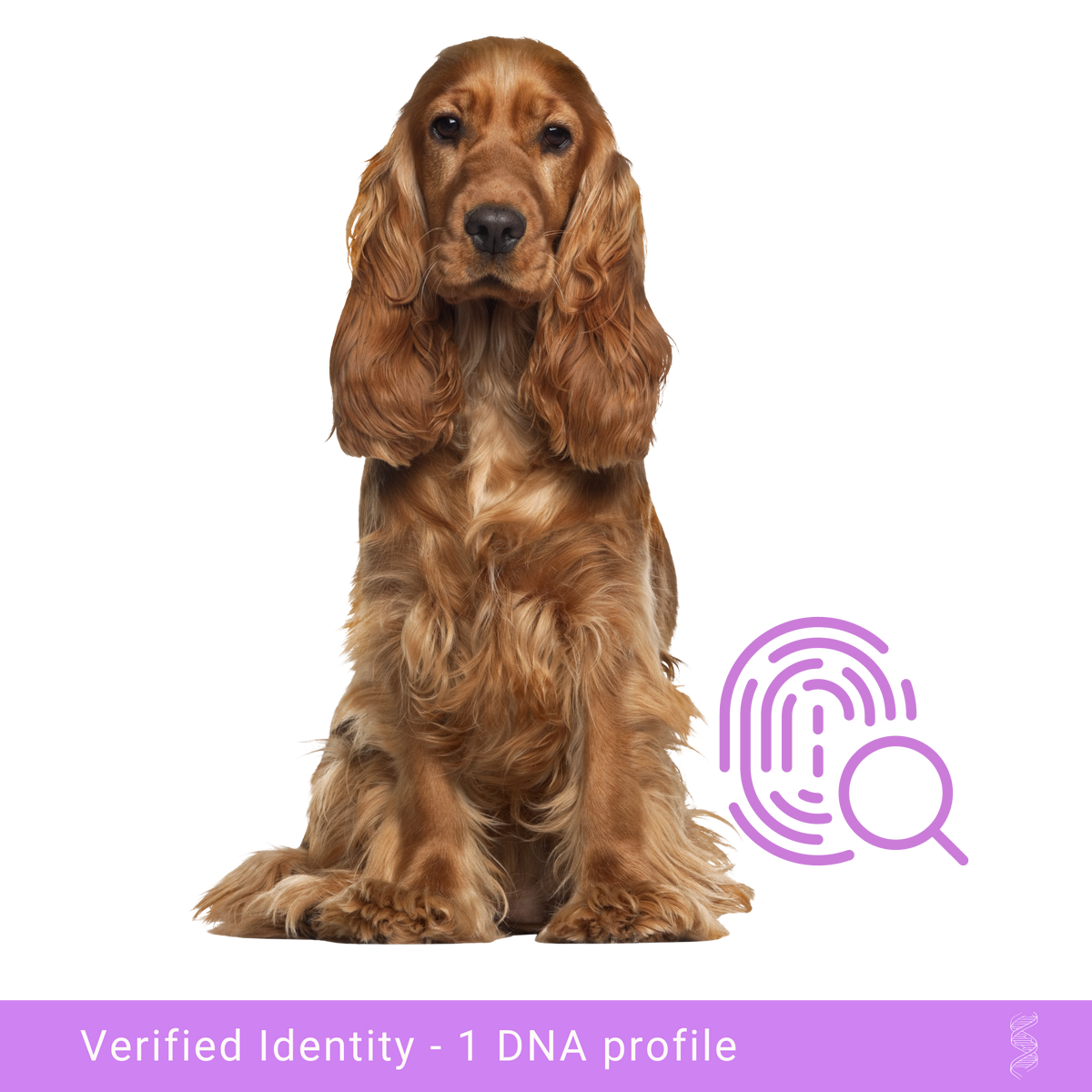 Canine DNA Profiling and Parentage Analysis